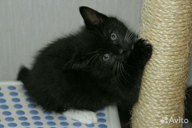 Котята ответственным людям