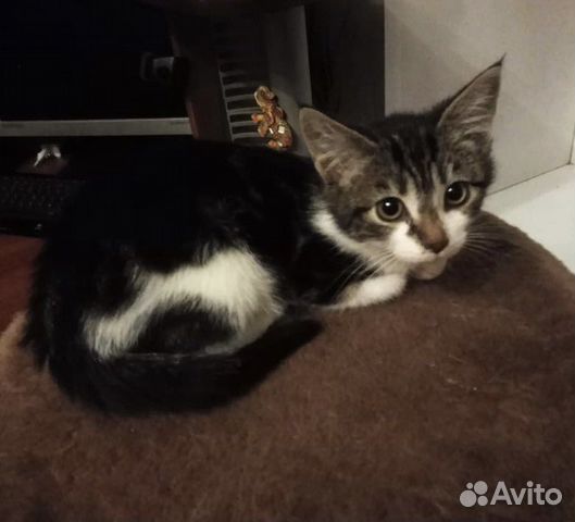 Стеша ищет дом