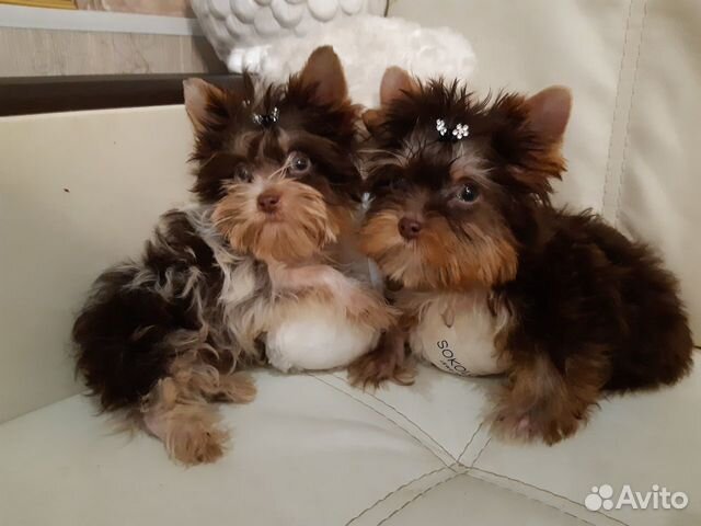 Шоколадки - Йоркширчики