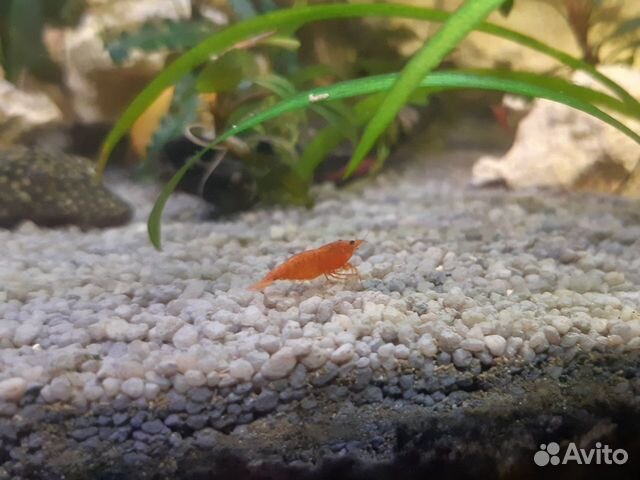 Креветки Red Fire и Вишни