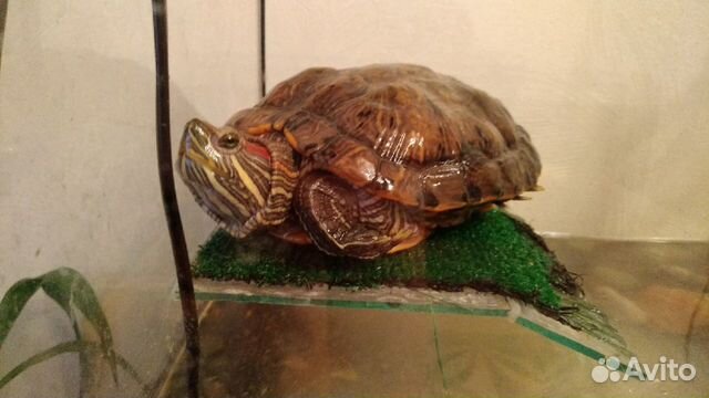 Красноухая черепаха