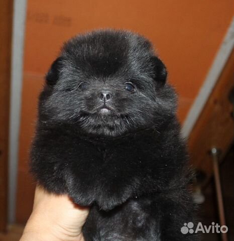 Померанский шпиц Черная Белоснежка