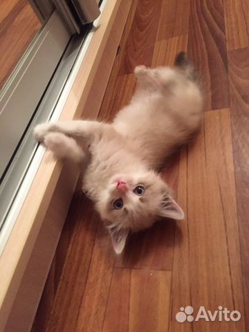 Котёнок
