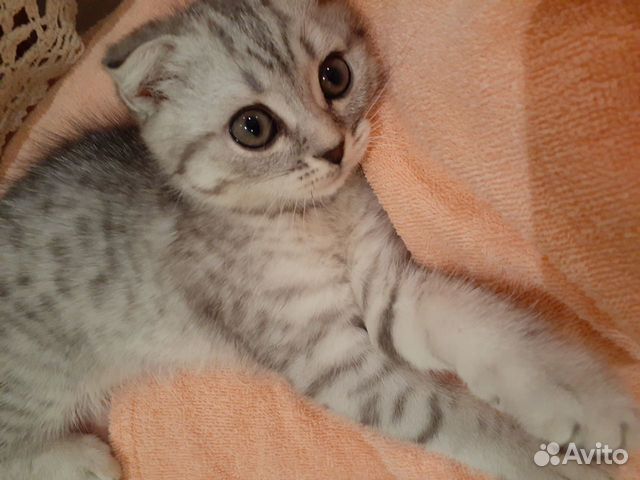 Шотландская