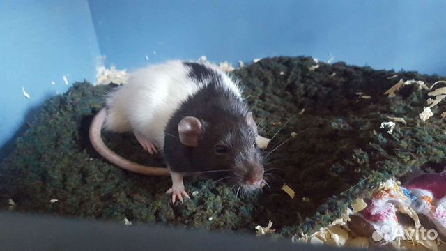 Бронь на крысят