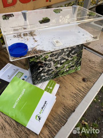 Муравьиная ферма