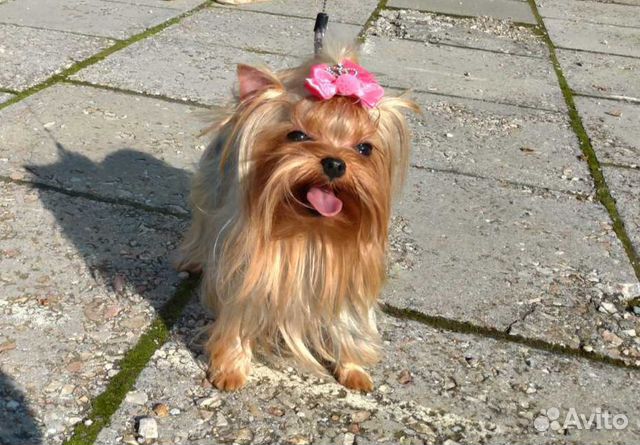 Вязка с Йоркширским терьером