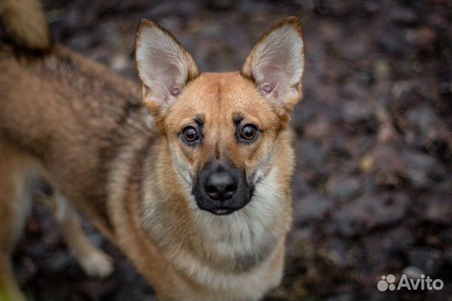 Нора в поисках дома