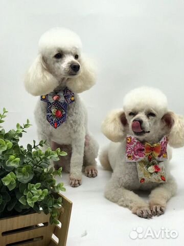 Вязка той-пуделя(кобель)