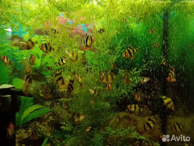 Барбус суматранский Glo Fish зелёный
