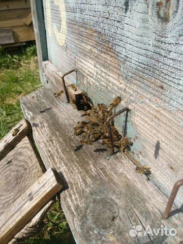 Пчелы живые для апитерапии и лечения