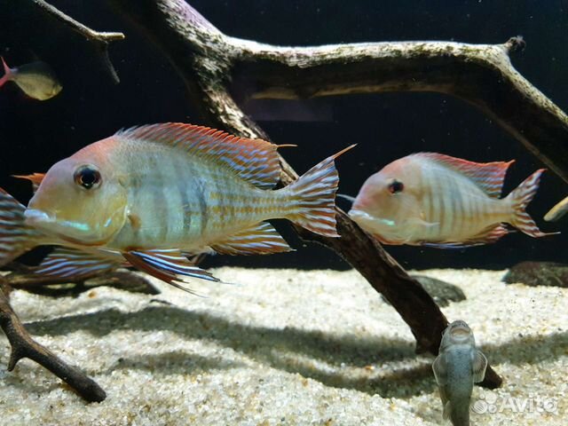 Геофагус красноголовый