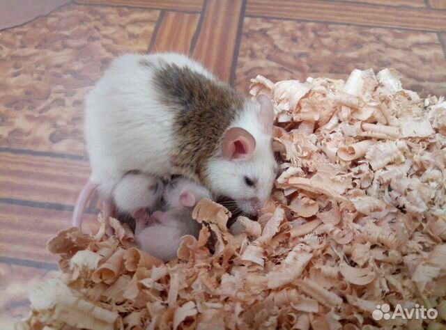 Мыши Мастомисы в продаже