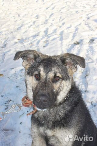 Мини овчарка ищет дом