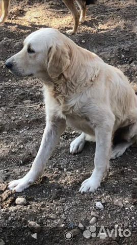 Голден-ретривер ищет дом