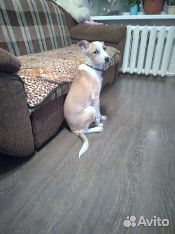 Джек Рассел