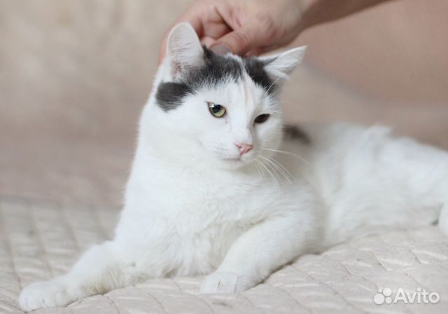 Котик 6 мес