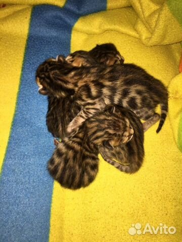 Бенгальские котята