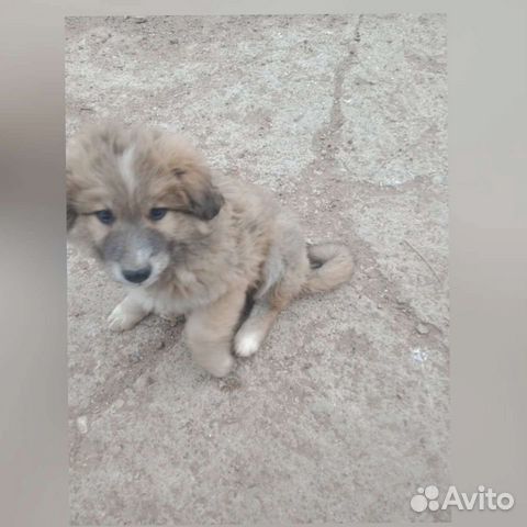 Лохматый смешной щенок, 3 месяца