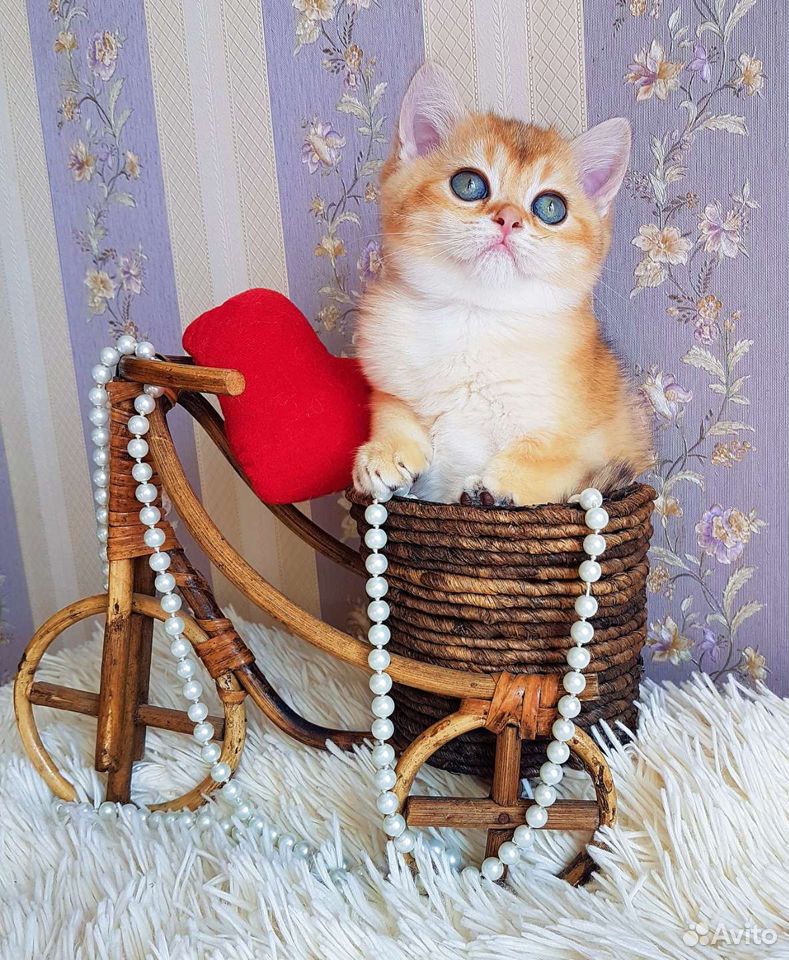 Солнечный золотой плюшевый котик