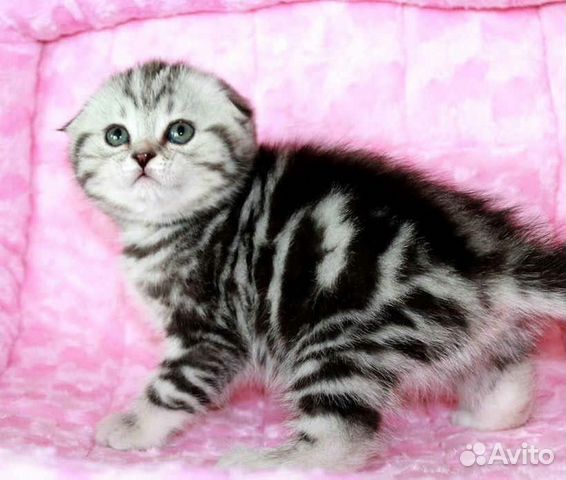 Вислоухие котята