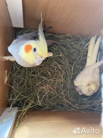 Пара корелл(продаю только парой)