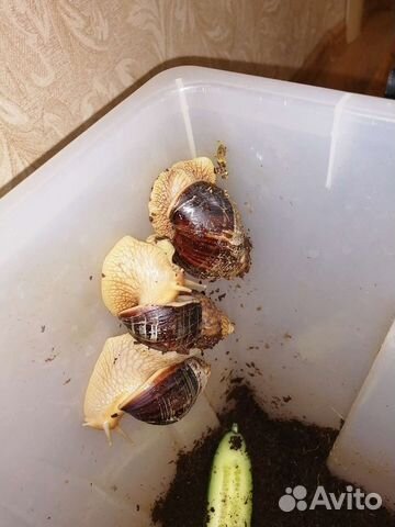 Улитки ахатины