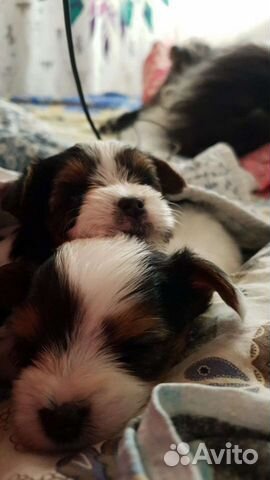 Щенки бивера