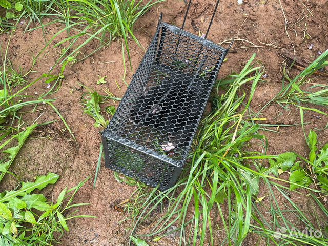 Карбыш хомяк