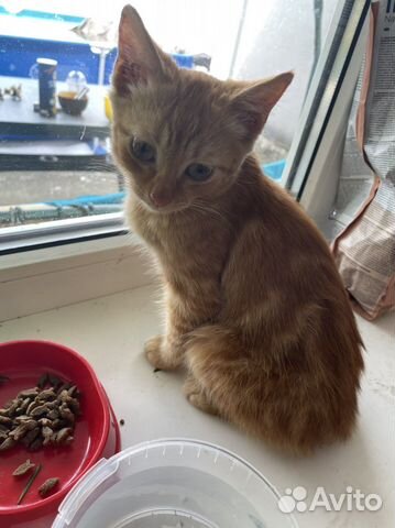 Чей потеряшка