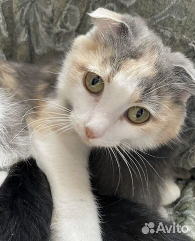 Британские вислоухие котята