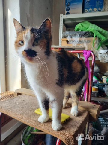 Кошка трехцветная неземная красотка Лиза ищет дом