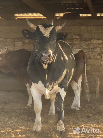 Быки на племя