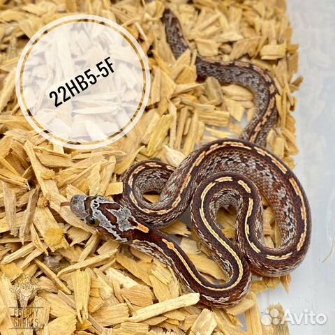 Маисовый полоз Bloodred