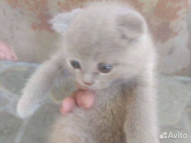 Кошки