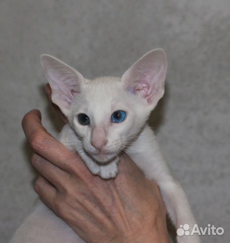 Ориентальный разноглазый кот