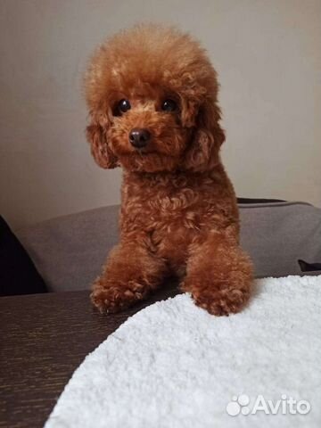 Вязка кобель пудель той