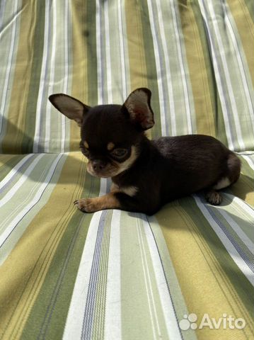 Шоколадные малыши чихуахуа