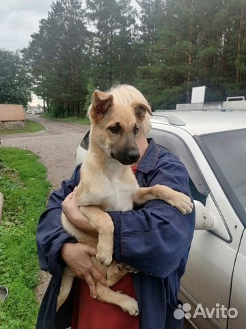 Отдам щенка в добрые руки