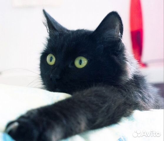 Красавчик Мики ищет дом