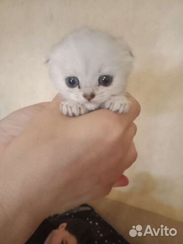 Котята шиншиллы