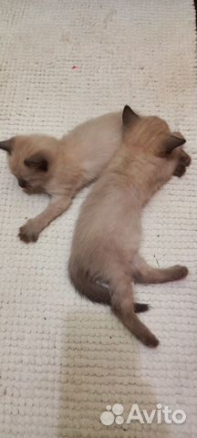 Сиамские котята