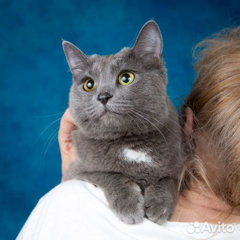 Русская голубая кошка Тиша в добрые руки