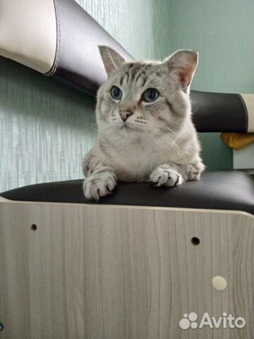 Котик