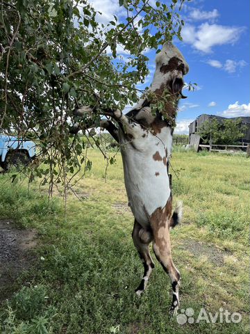Нубийский козел (100 )