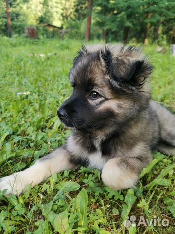 Щенок девочка, в добрые руки