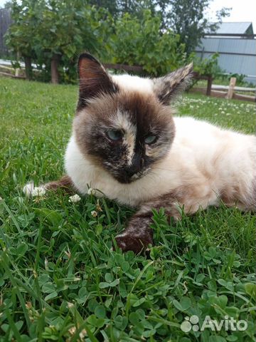 Отдам в тайскую кошку (Мята)
