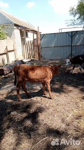 Телята бычки