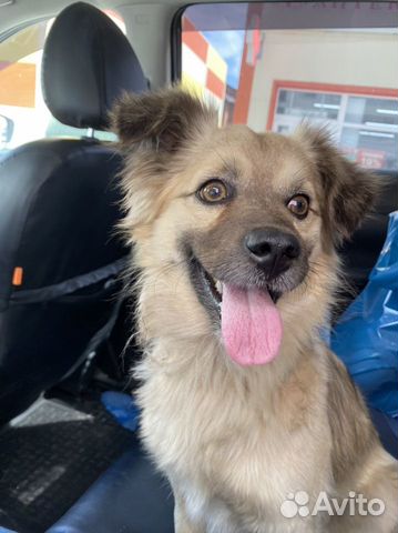 Найдена собака