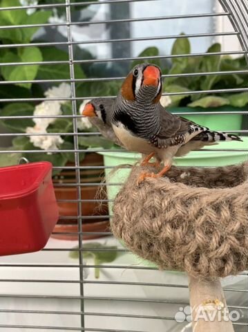 Зебровые амадины с клеткой